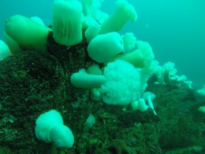 The Metridium Fields – Strider's Realm